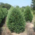 Tree Sales