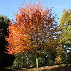 Tree Sales